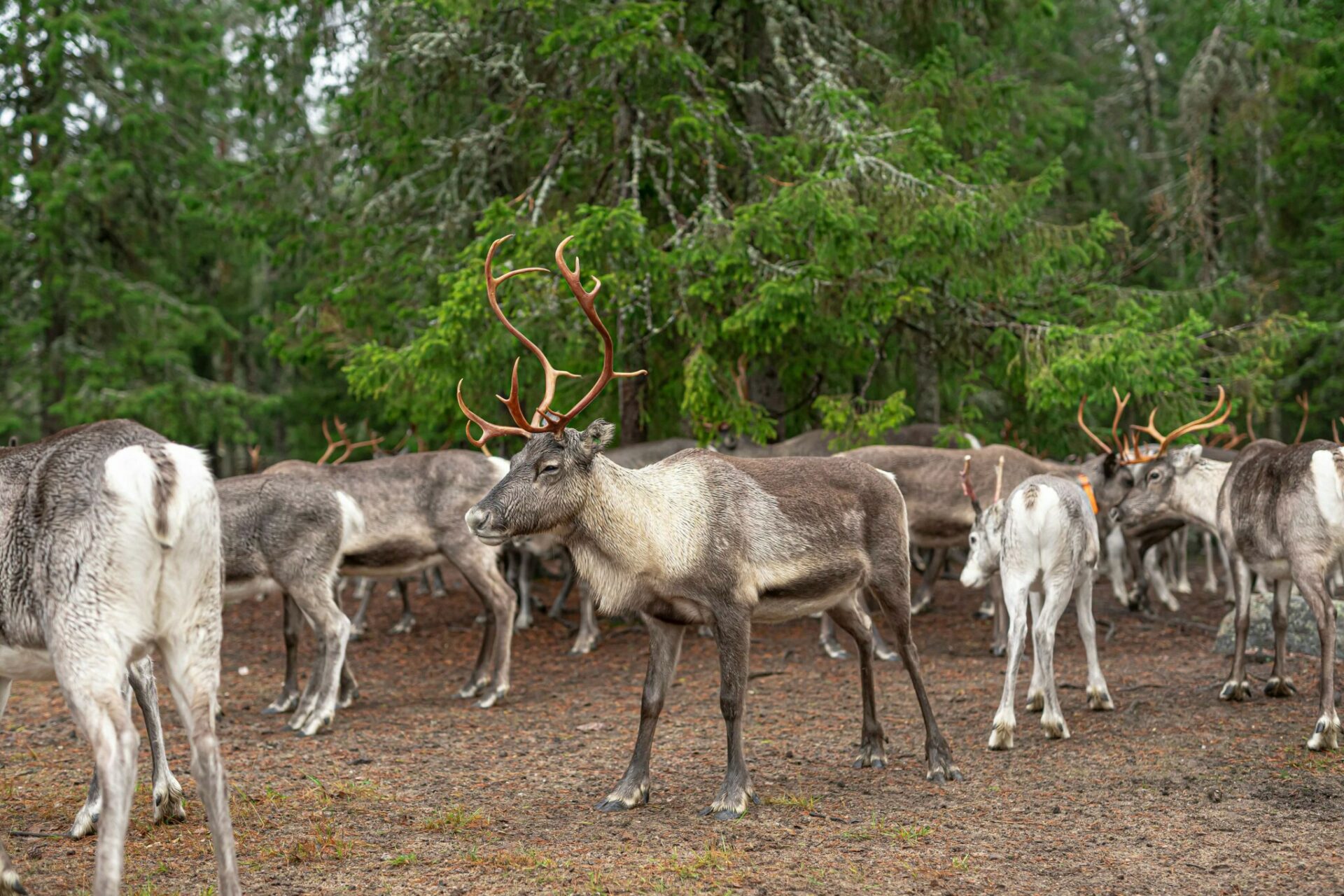 Reindeer Sleigh Rides And Farm Visits - Visit Rovaniemi