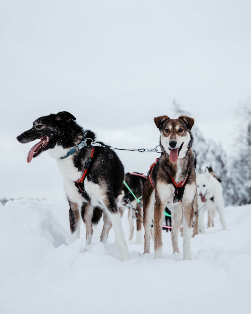 Bearhill Husky In Rovaniemi, Lapland, Finland - Visit Rovaniemi