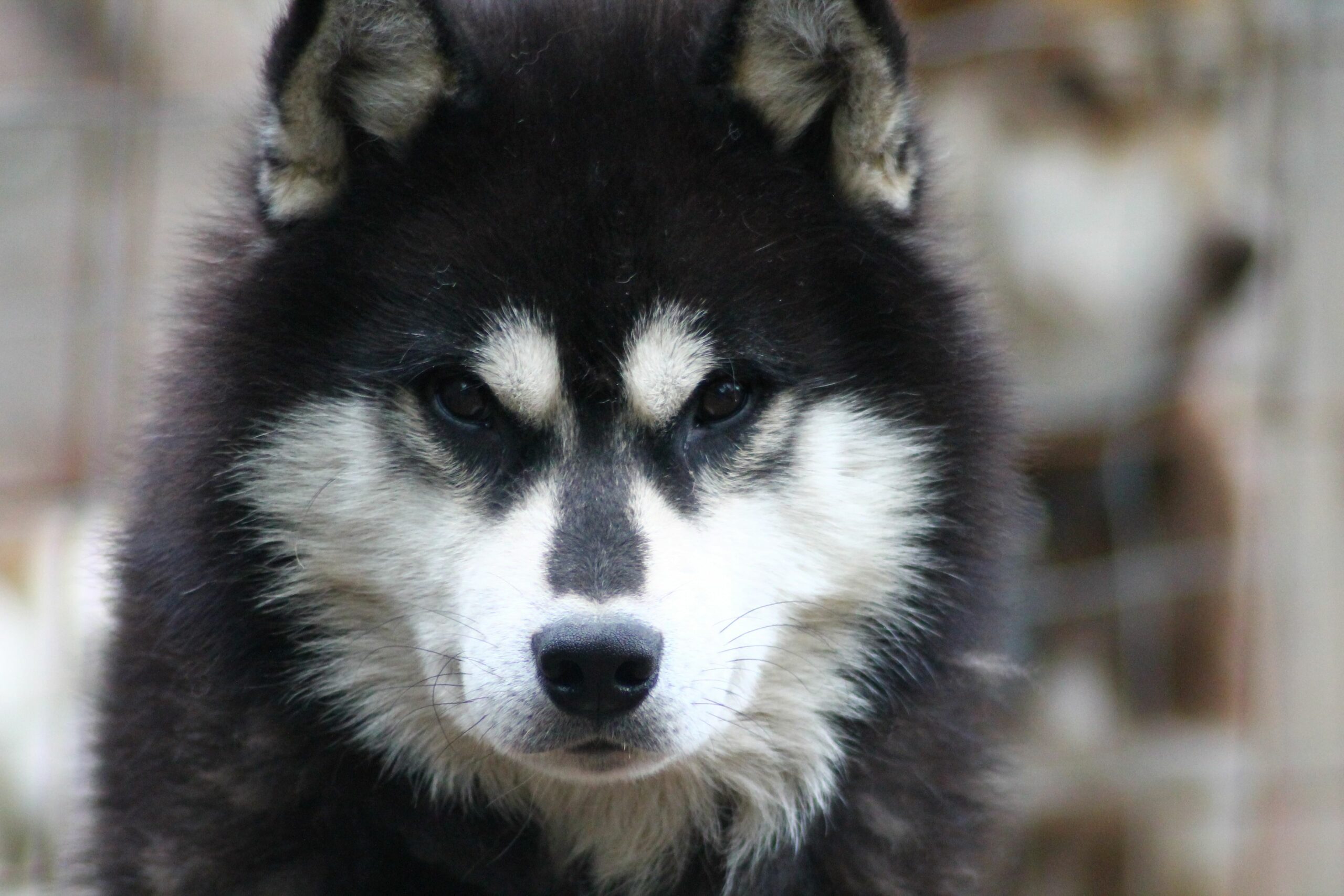 Husky Sled Rides & Kennel Visits - Visit Rovaniemi