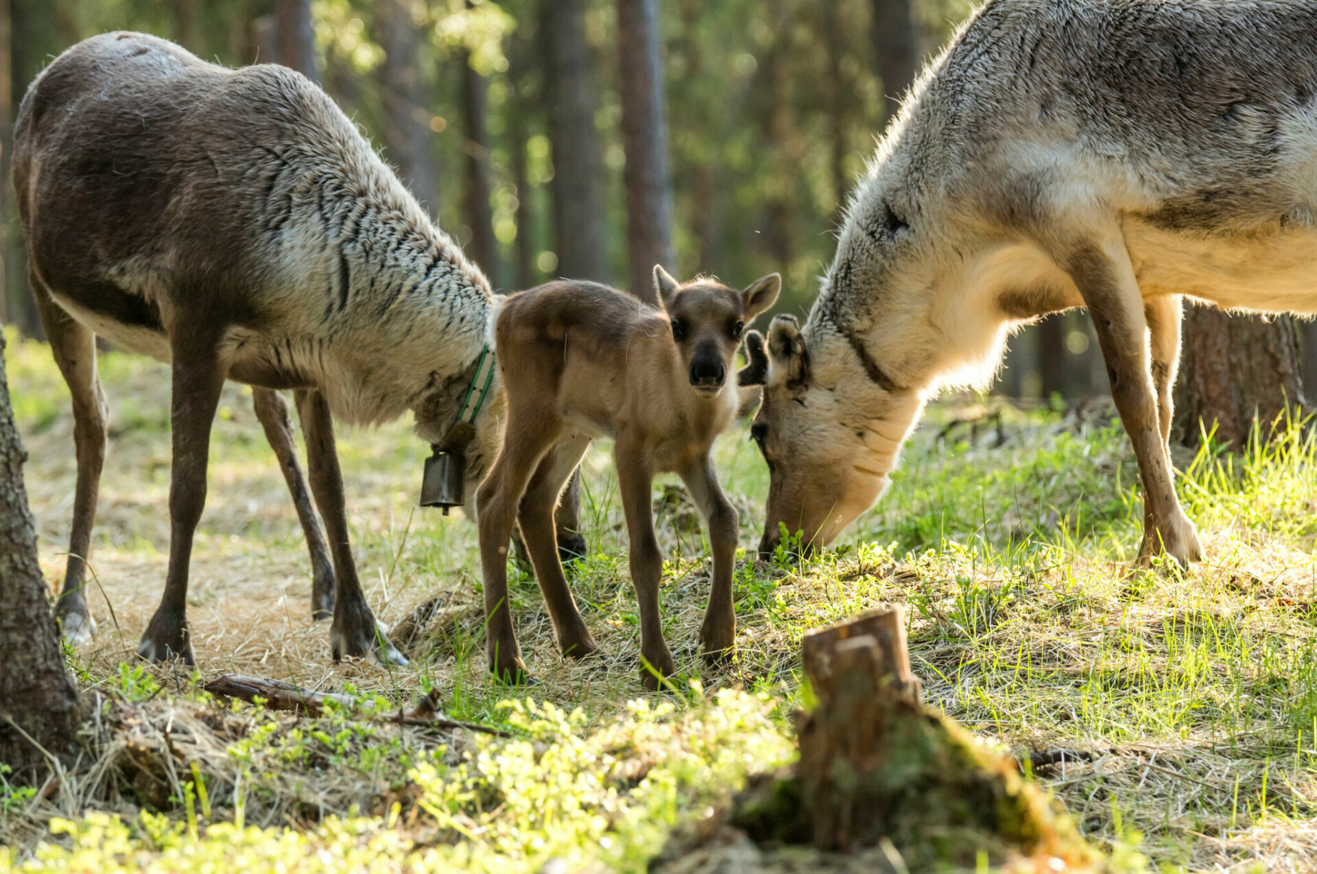 Visit Of Authentic Reindeer Farm In Winter (with A Reindeer Ride If ...