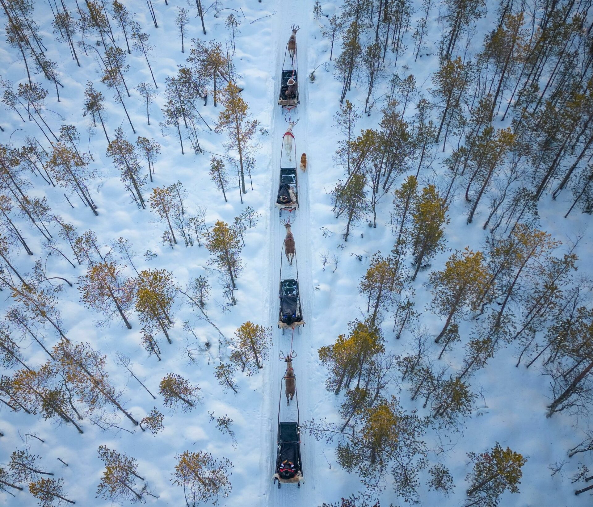 Visit Of Authentic Reindeer Farm In Winter (with A Reindeer Ride If ...