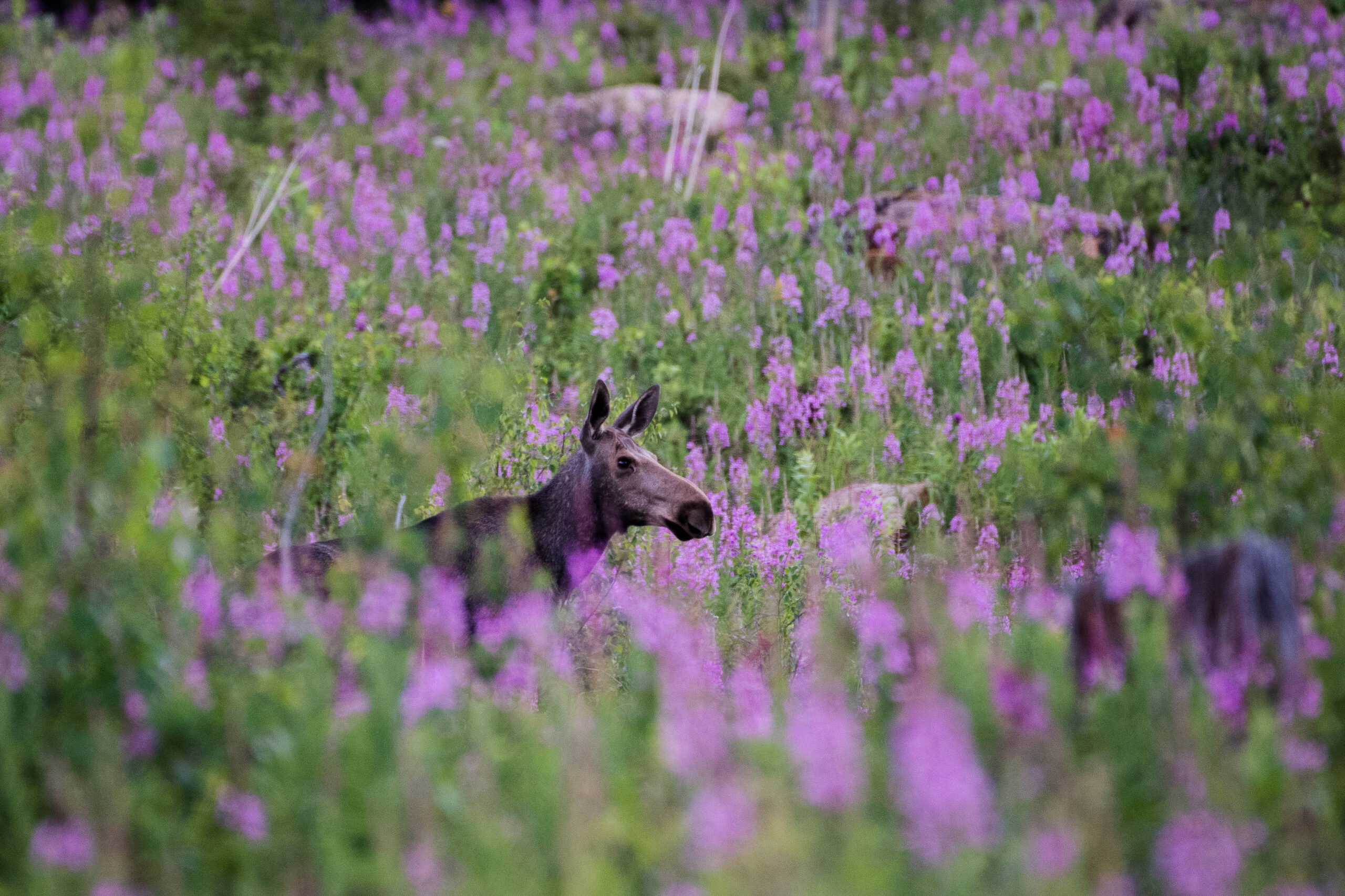Experience Animals In The Wild - Visit Rovaniemi