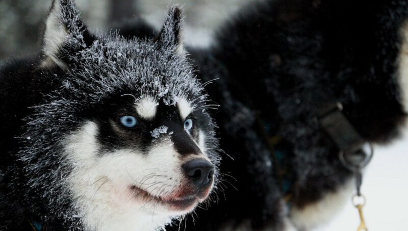 Arctic Adventure Wolftrail In Rovaniemi, Lapland, Finland - Visit Rovaniemi