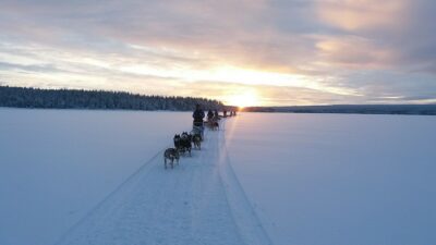 Arctic Adventure Wolftrail In Rovaniemi, Lapland, Finland - Visit Rovaniemi
