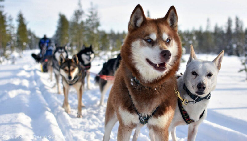 Arctic Adventure Wolftrail In Rovaniemi, Lapland, Finland - Visit Rovaniemi