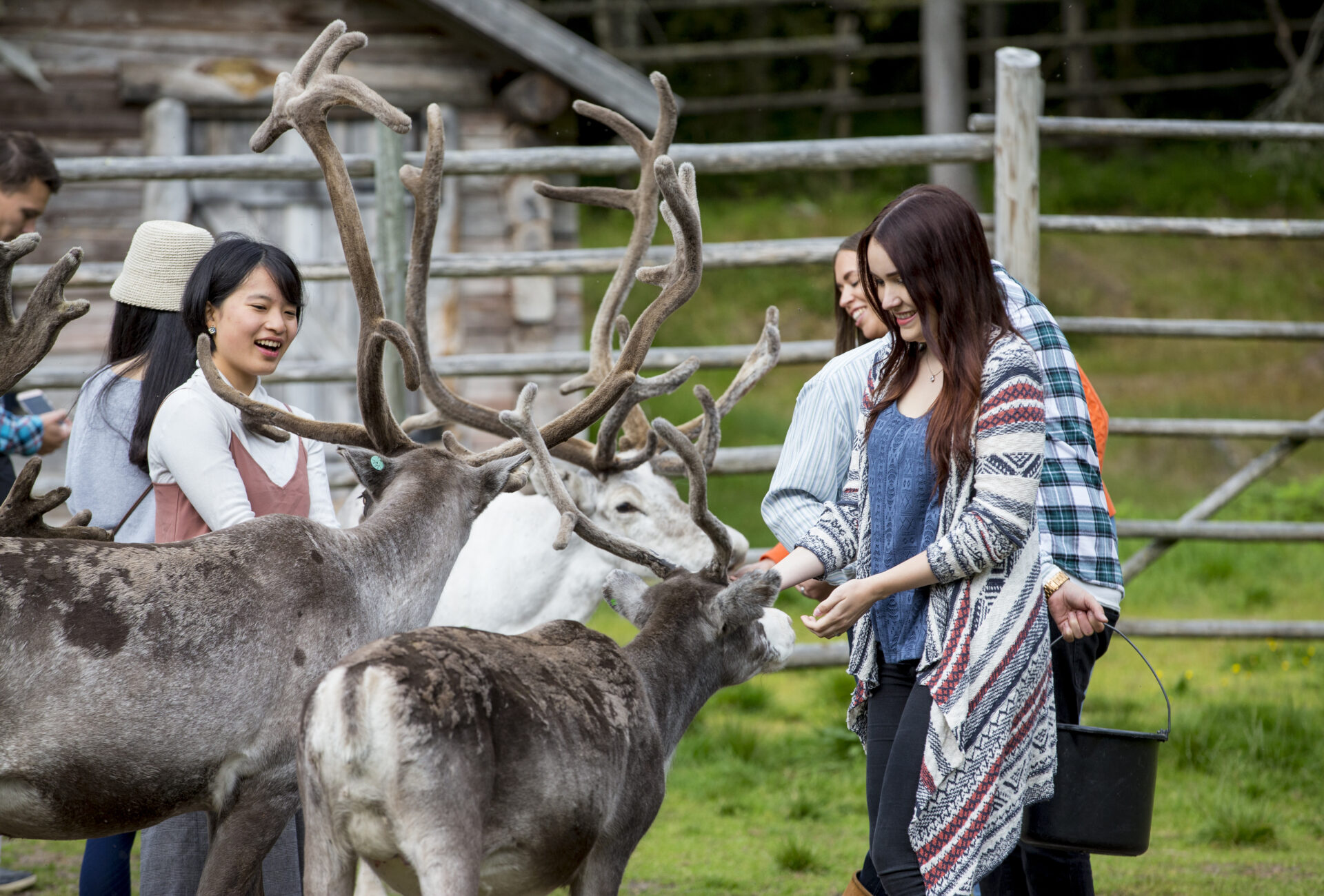 Reindeer Sleigh Rides And Farm Visits - Visit Rovaniemi