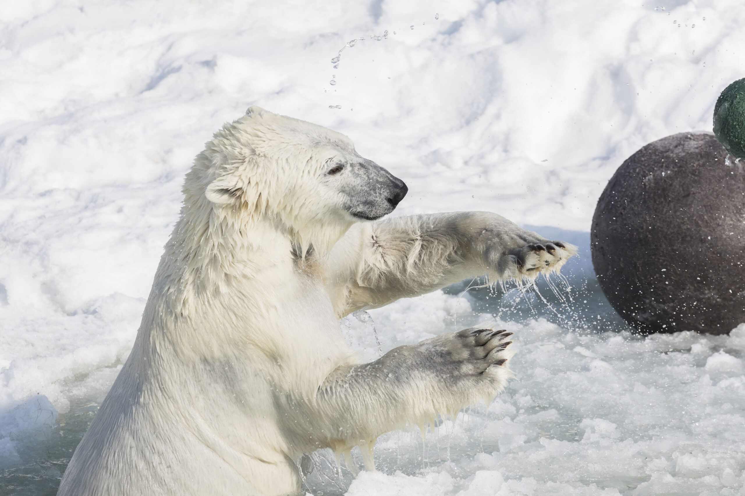 Ranua WildLife Zoo Park Visit - Visit Rovaniemi