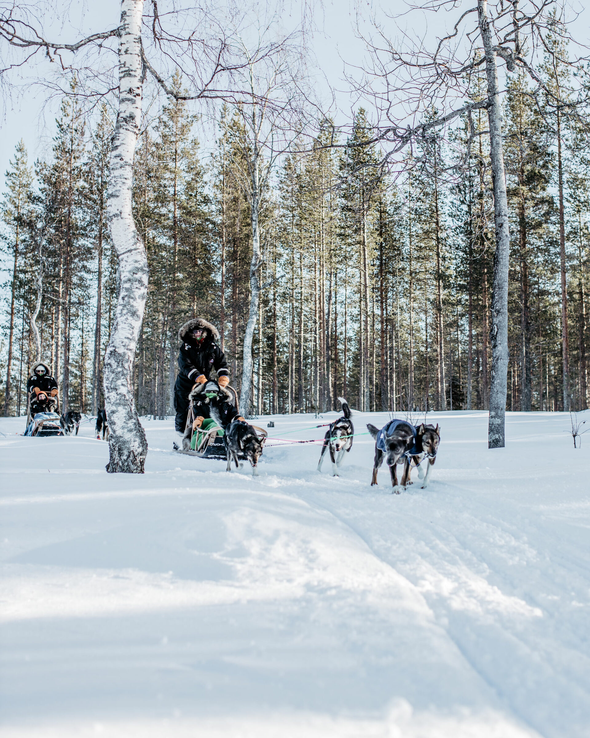 Running With The Pack, 5km Husky Tour With A Kennel Visit - Visit Rovaniemi