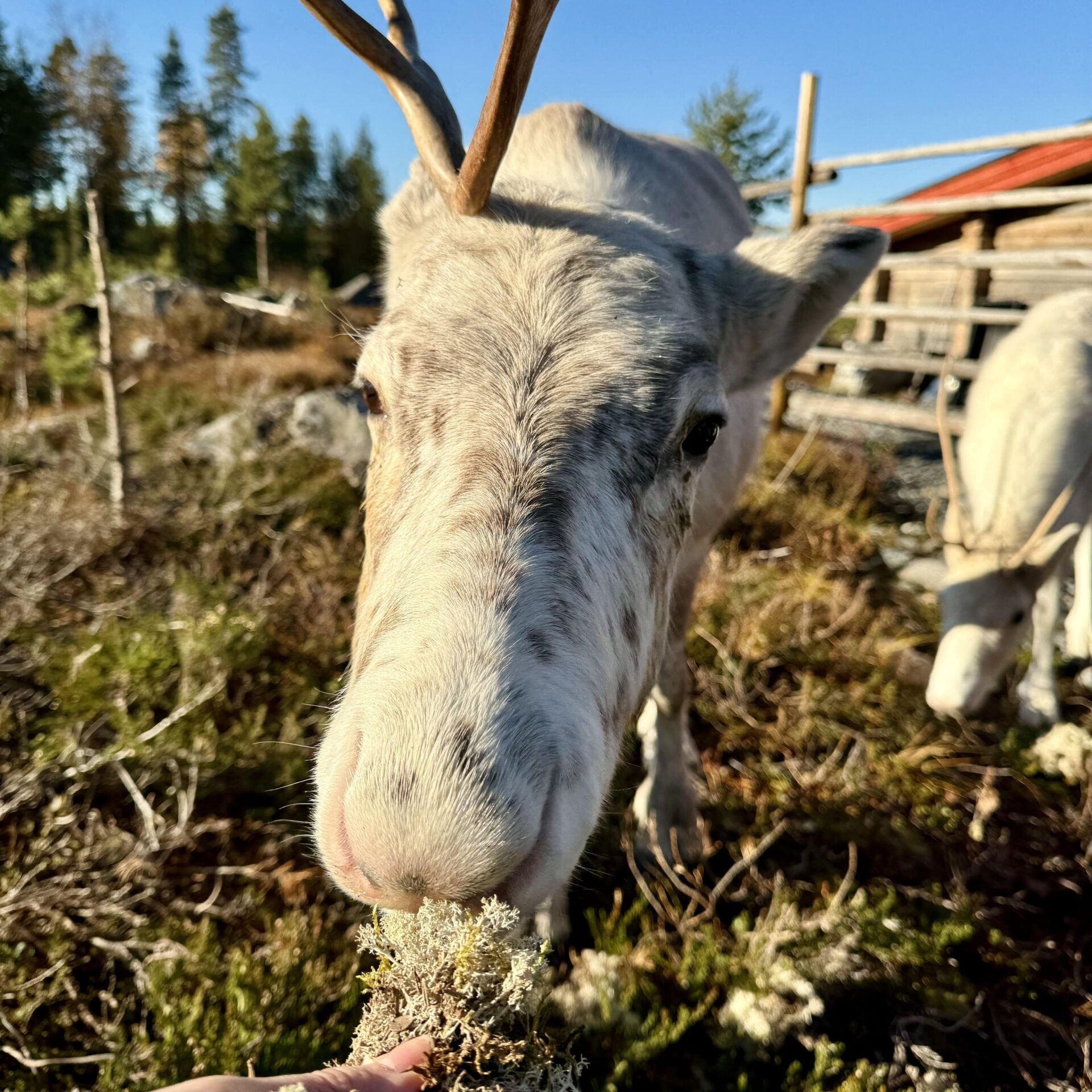 Visit A Real Reindeer Farm - Visit Rovaniemi