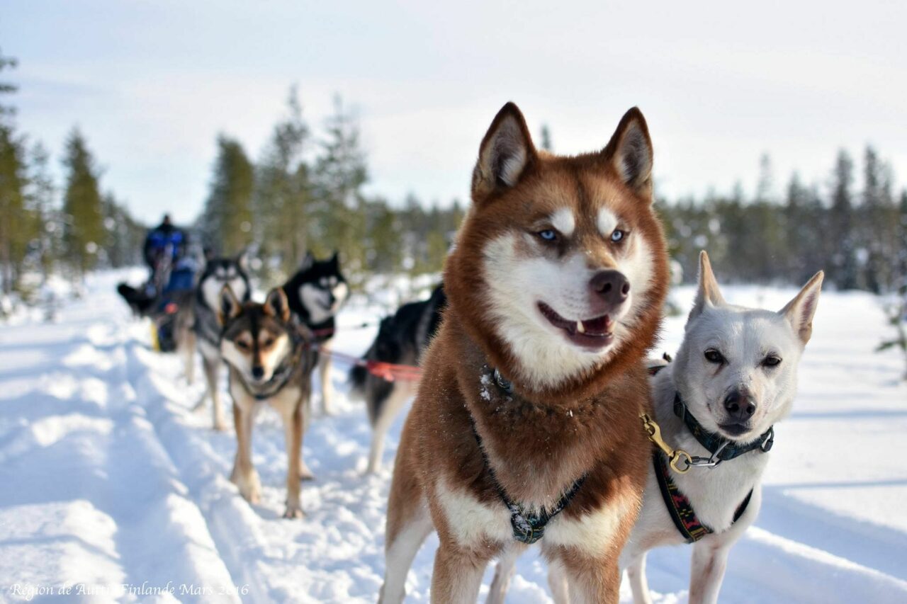 Husky Sled Rides & Kennel Visits - Visit Rovaniemi